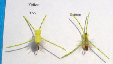 Wilson's Sponge Spider Archives - Breambugs.com