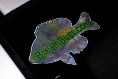 The Purple Cow Bug – Breambugs.com