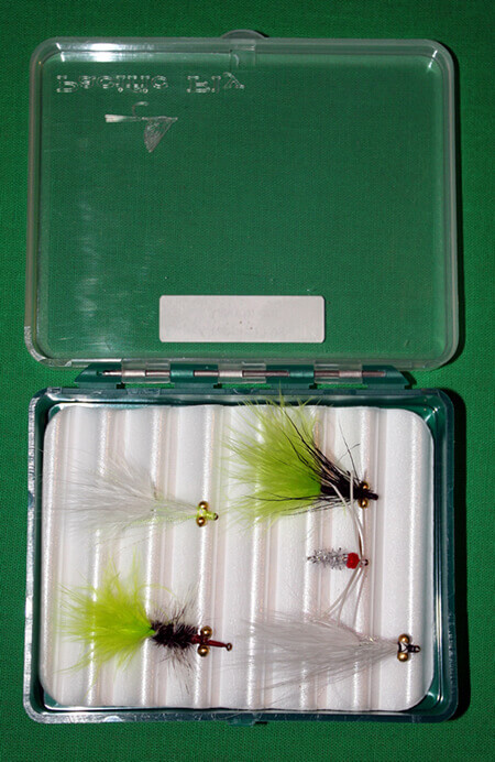 Rollie Pollie Bug – Breambugs.com